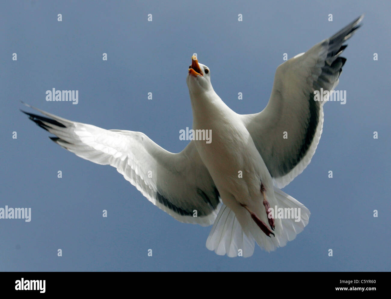 Seagull in flight Stock Photo - Alamy