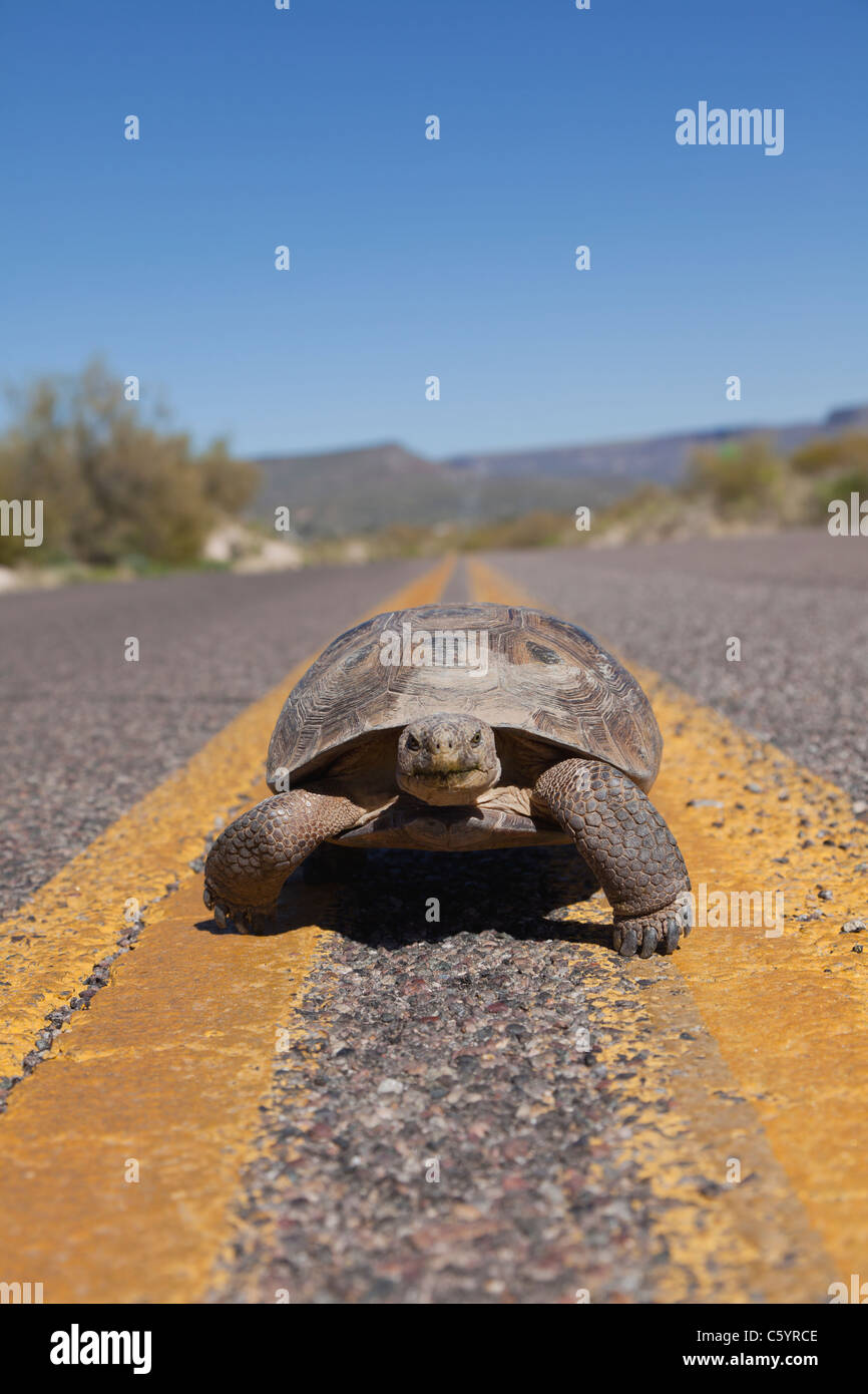USA, Arizona, turtle on road Stock Photo - Alamy