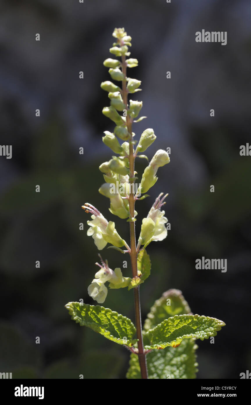 Wood sage flower hi-res stock photography and images - Alamy