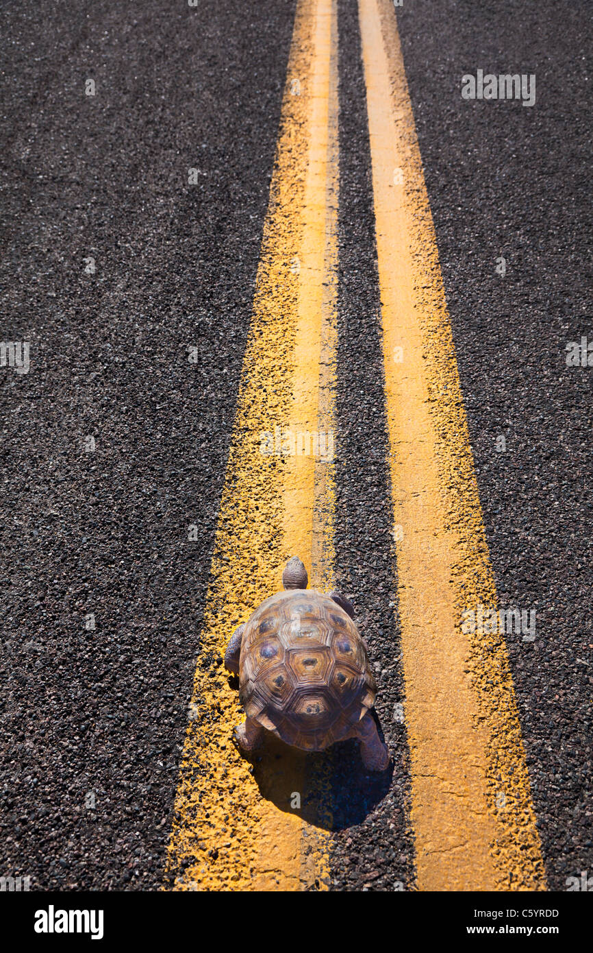 Arizona turtle hi-res stock photography and images - Alamy