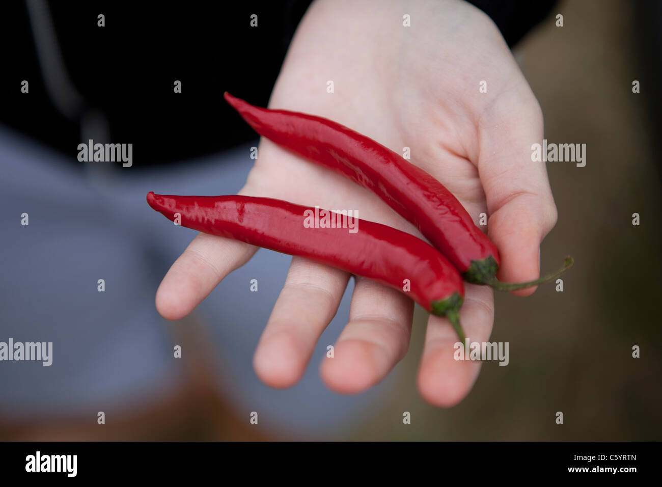 Two red chili's Stock Photo - Alamy