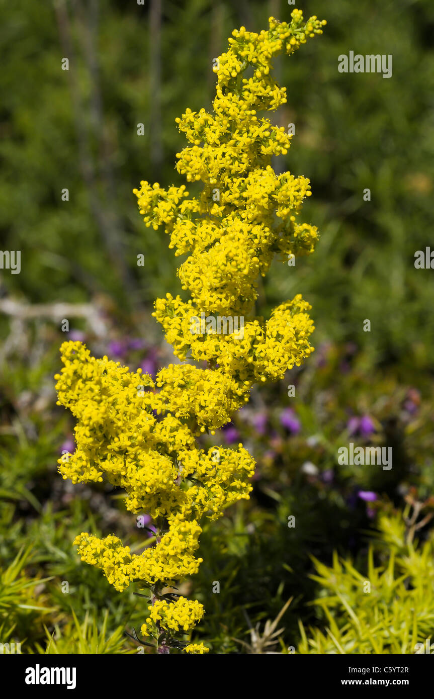 Bedstraw hi-res stock photography and images - Alamy