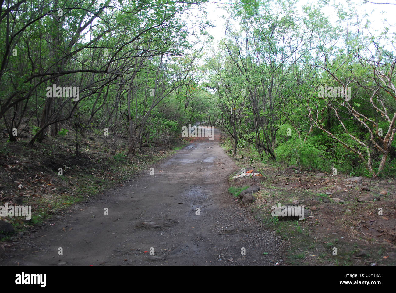 Way jungle hi-res stock photography and images - Alamy
