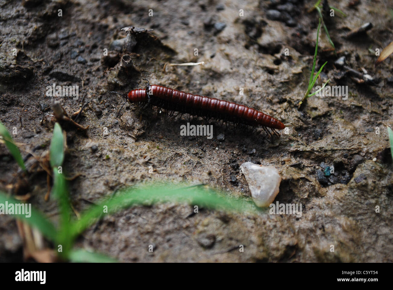 Millipede worm hi-res stock photography and images - Alamy