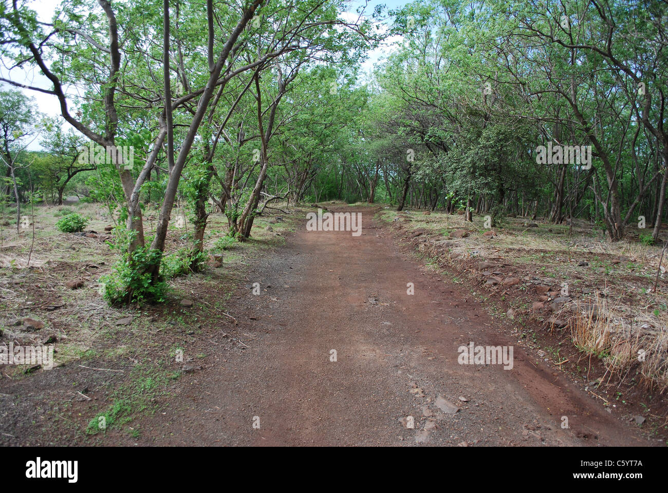 Way jungle hi-res stock photography and images - Alamy