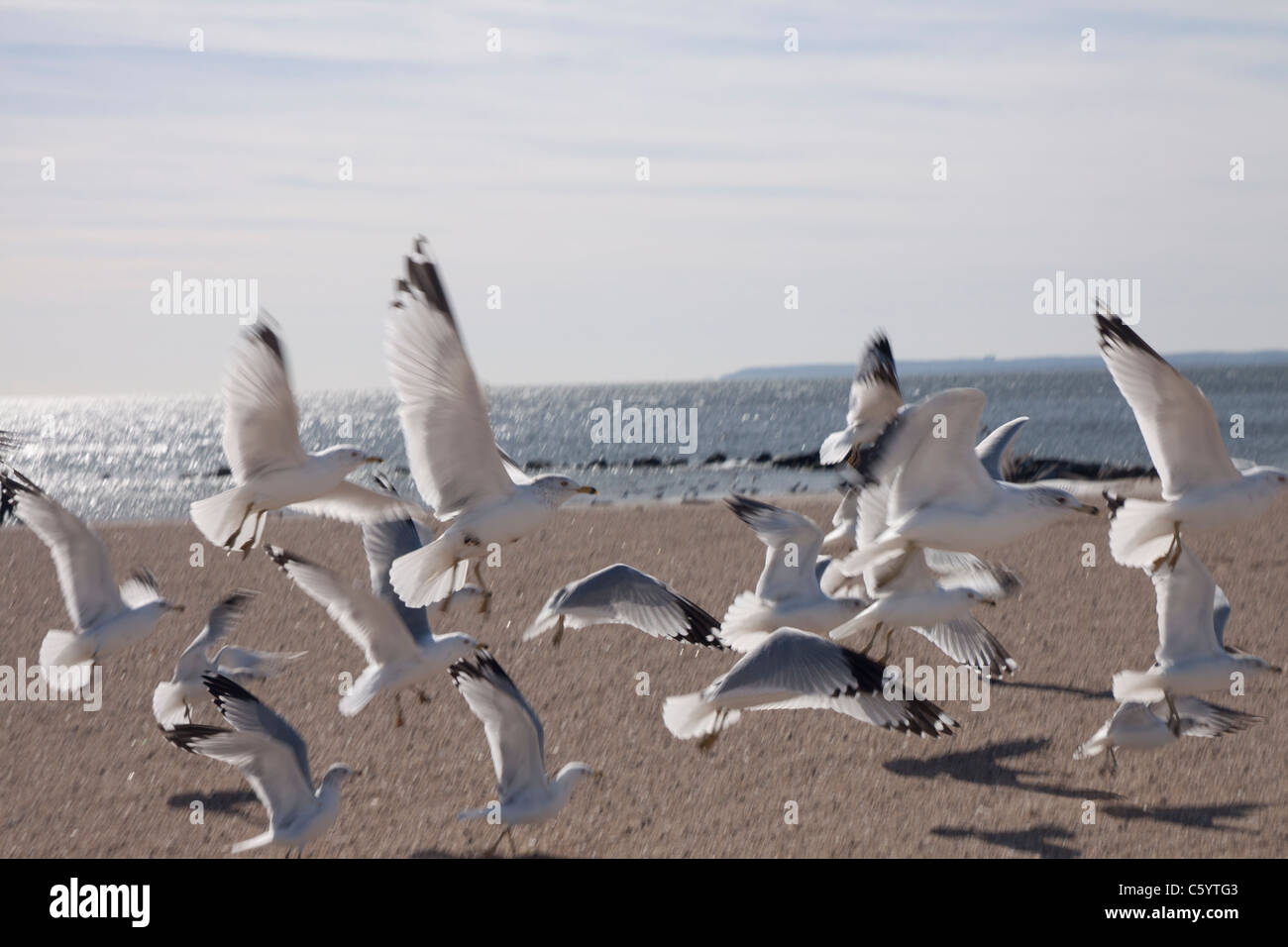 Birds on beach coney island hi-res stock photography and images - Alamy