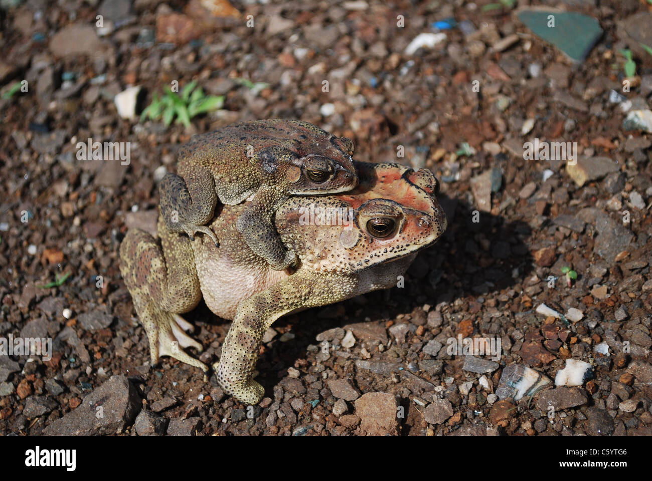 Earthen frog hi-res stock photography and images - Alamy