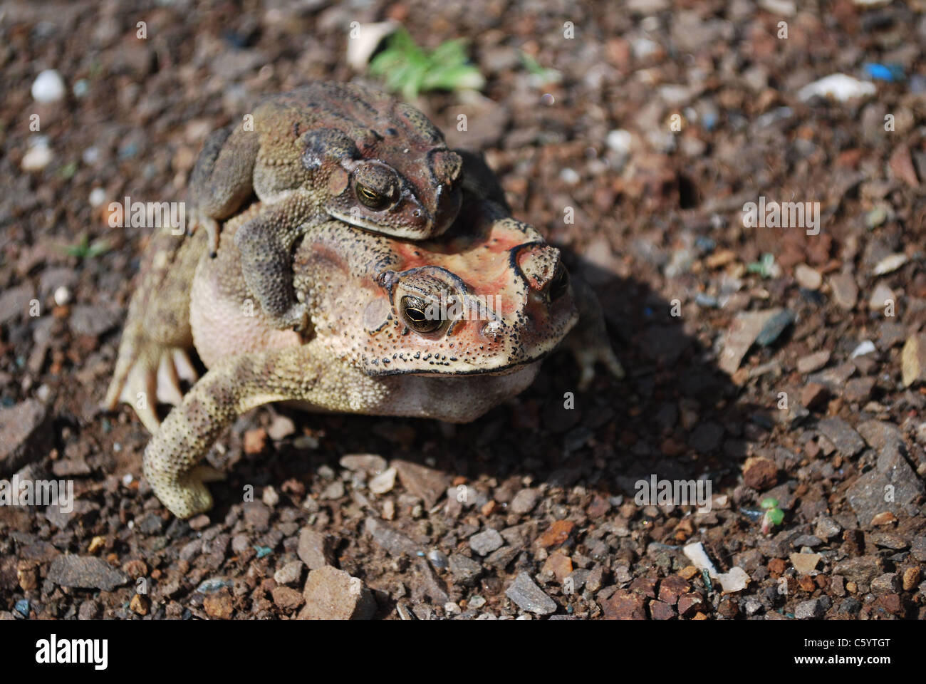 Love frogs hi-res stock photography and images - Alamy