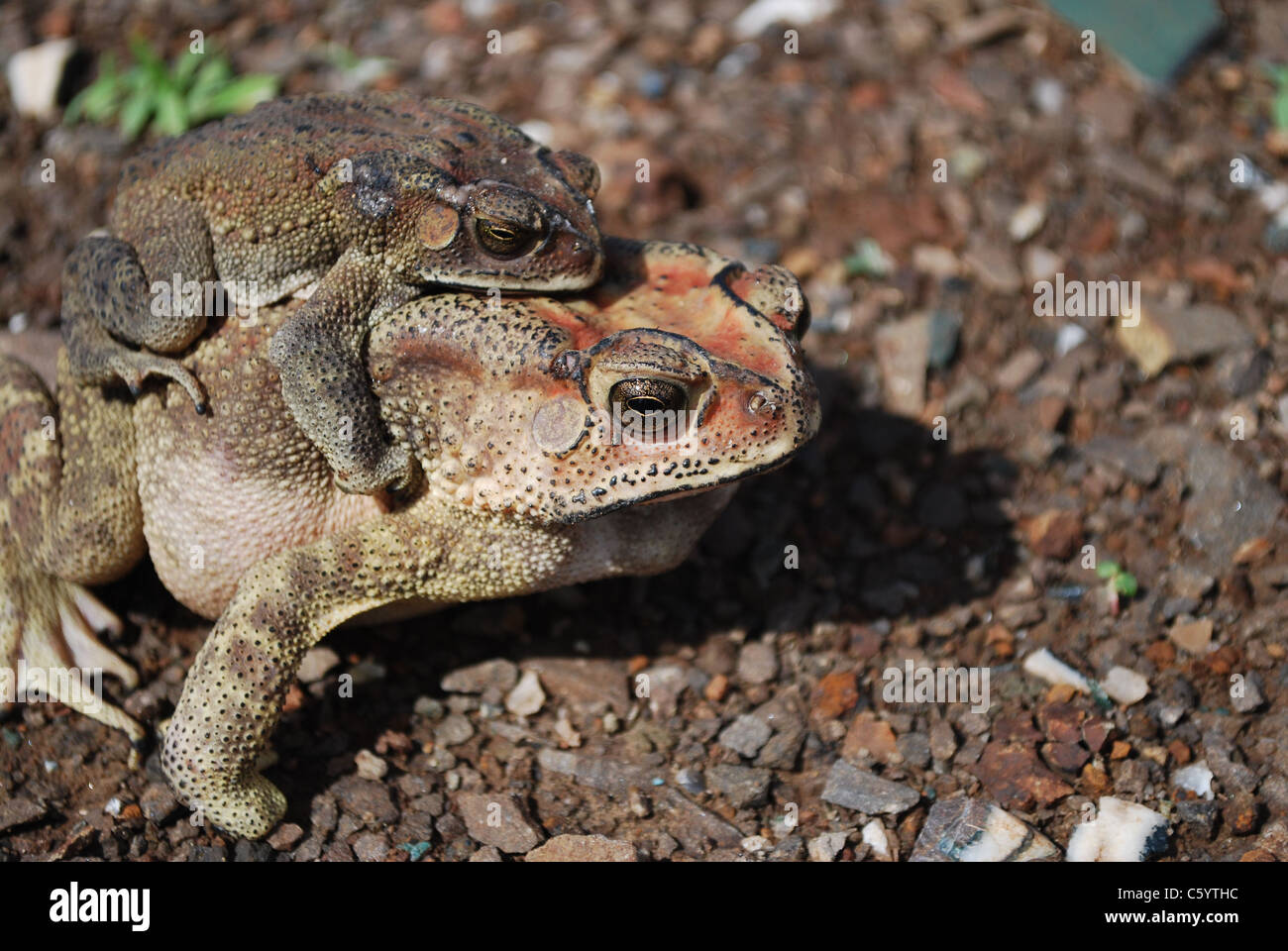 Earthen frog hi-res stock photography and images - Alamy