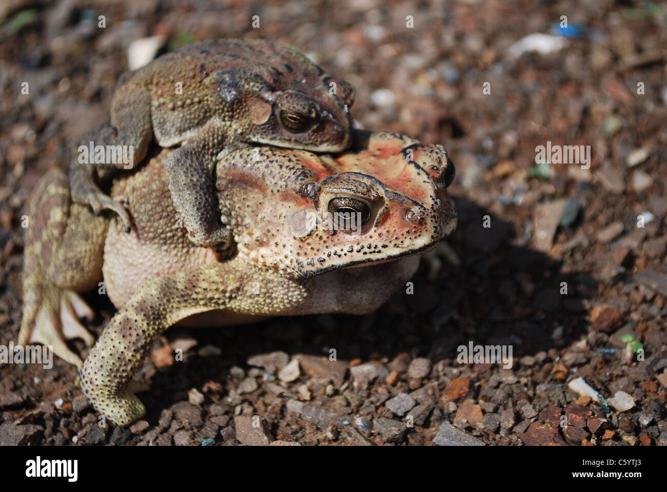 Earthen frog hi-res stock photography and images - Alamy