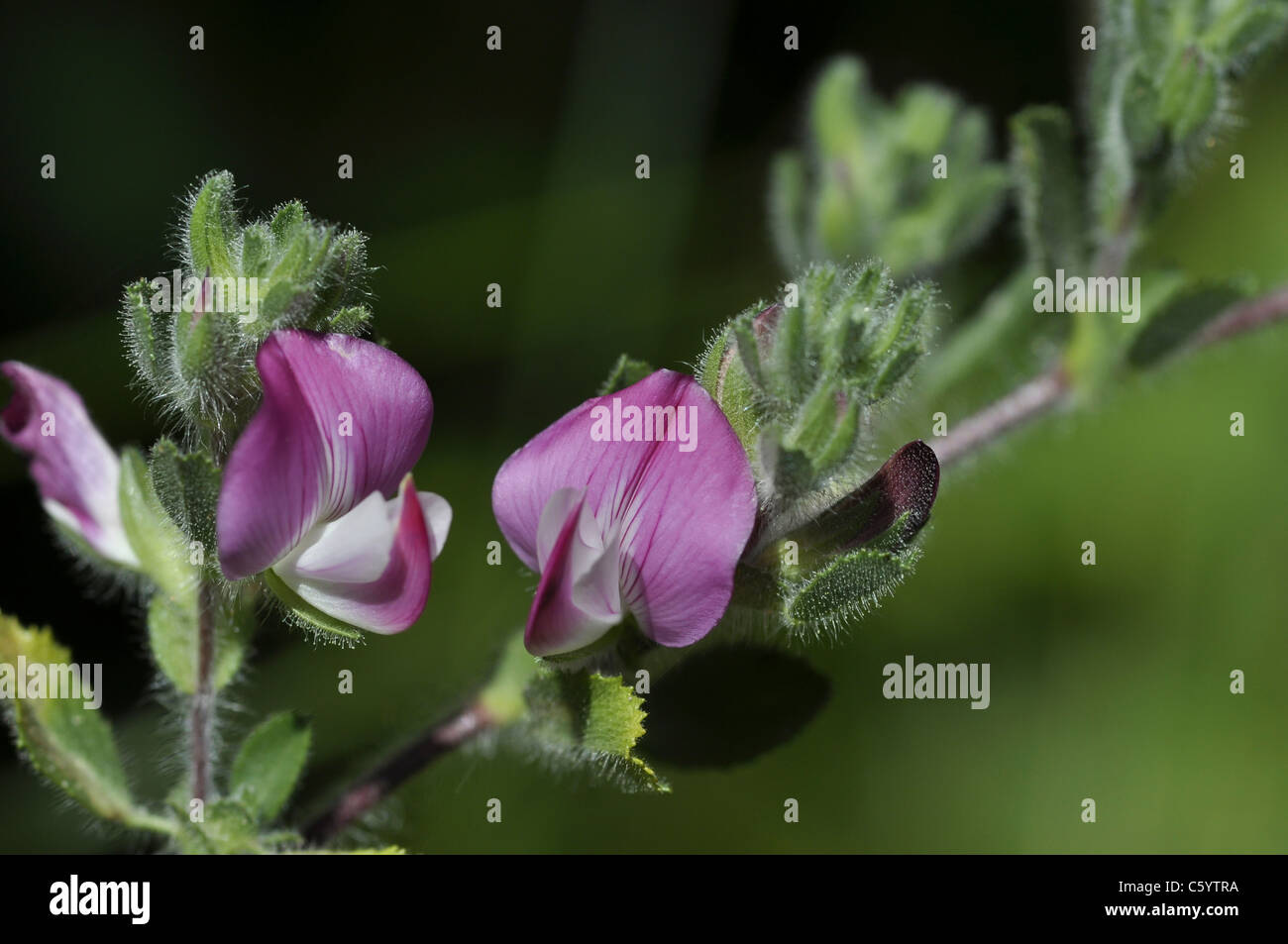 Restharrow hi-res stock photography and images - Alamy