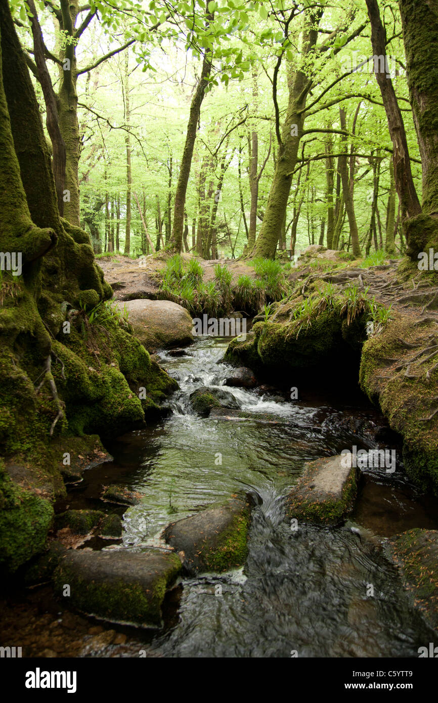 Flowing stream in an English forest, UK Stock Photo - Alamy