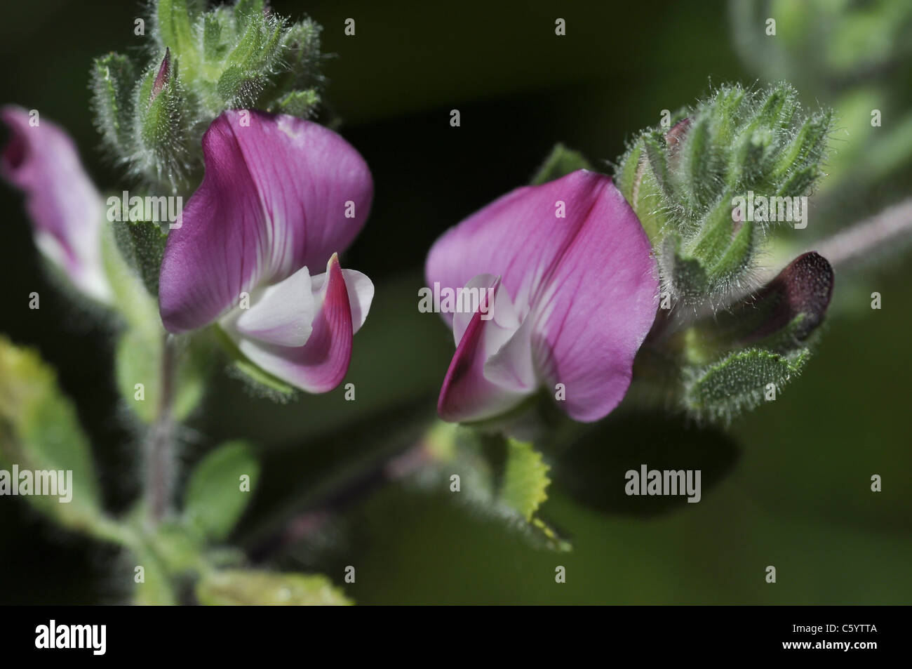 Restharrow hi-res stock photography and images - Alamy