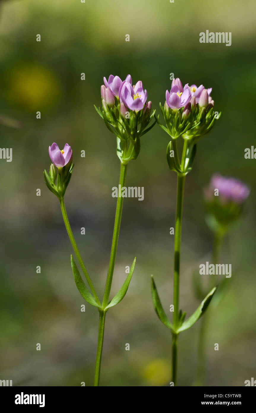 Centaury hi-res stock photography and images - Alamy
