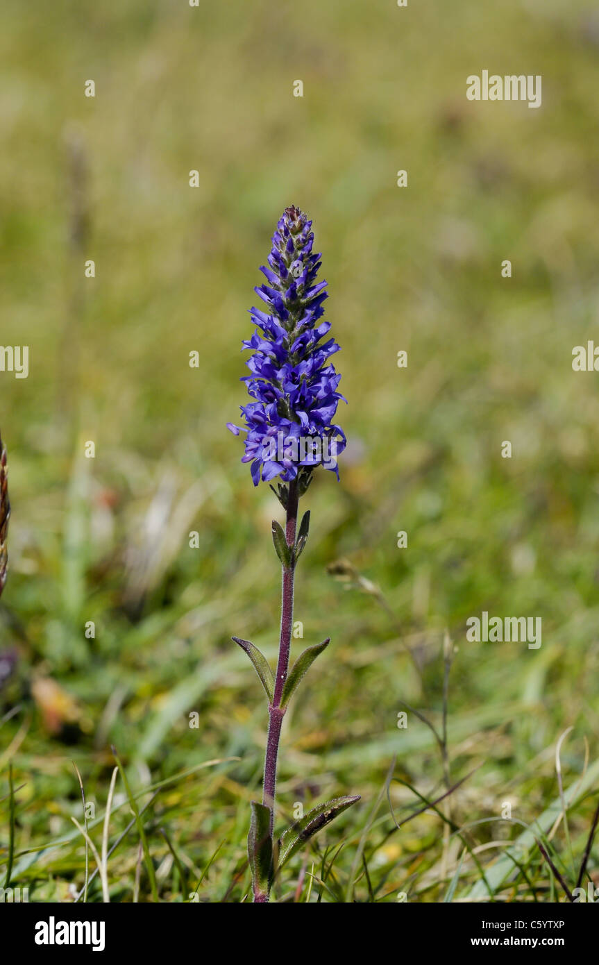 Spiked speedwell hi-res stock photography and images - Alamy