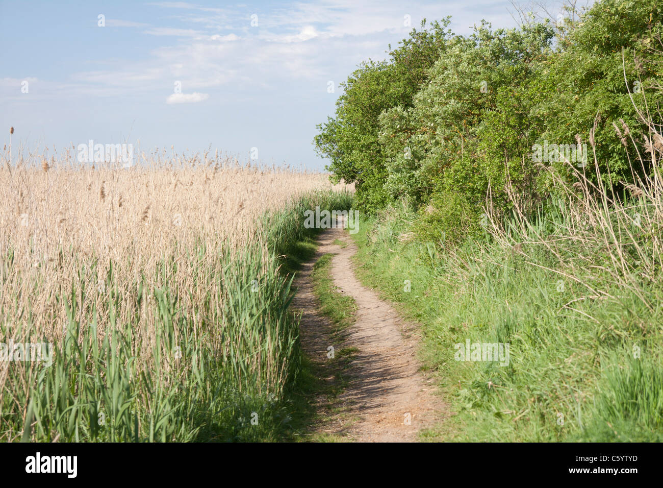 Nature Trail in Suffolk, England Stock Photo - Alamy