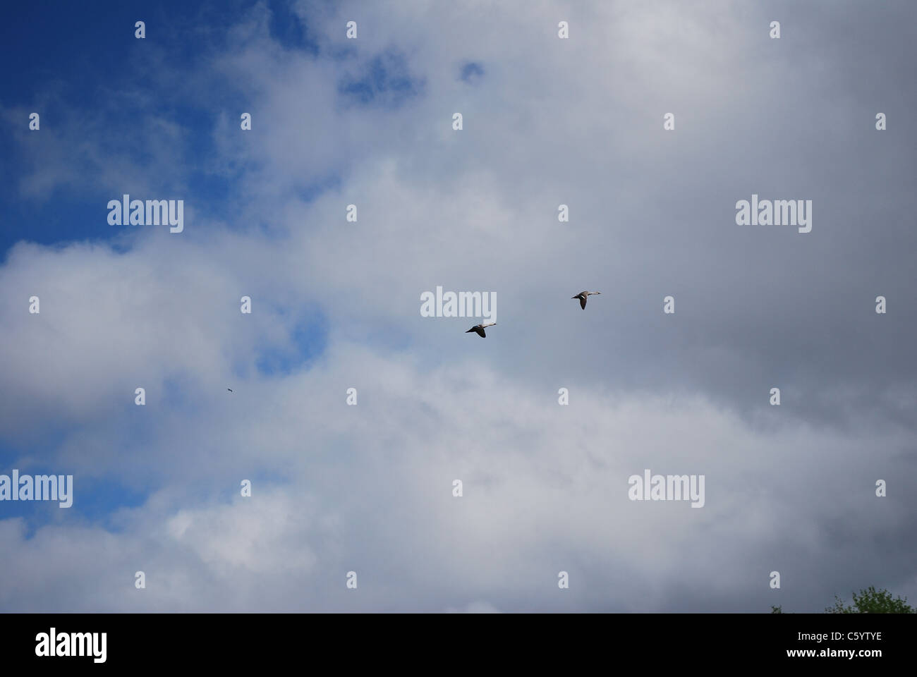 Common teal flying hi-res stock photography and images - Alamy