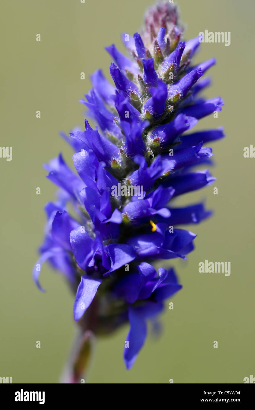 Spiked speedwell hi-res stock photography and images - Alamy