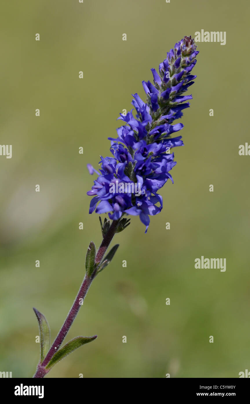 Spiked speedwell hi-res stock photography and images - Alamy