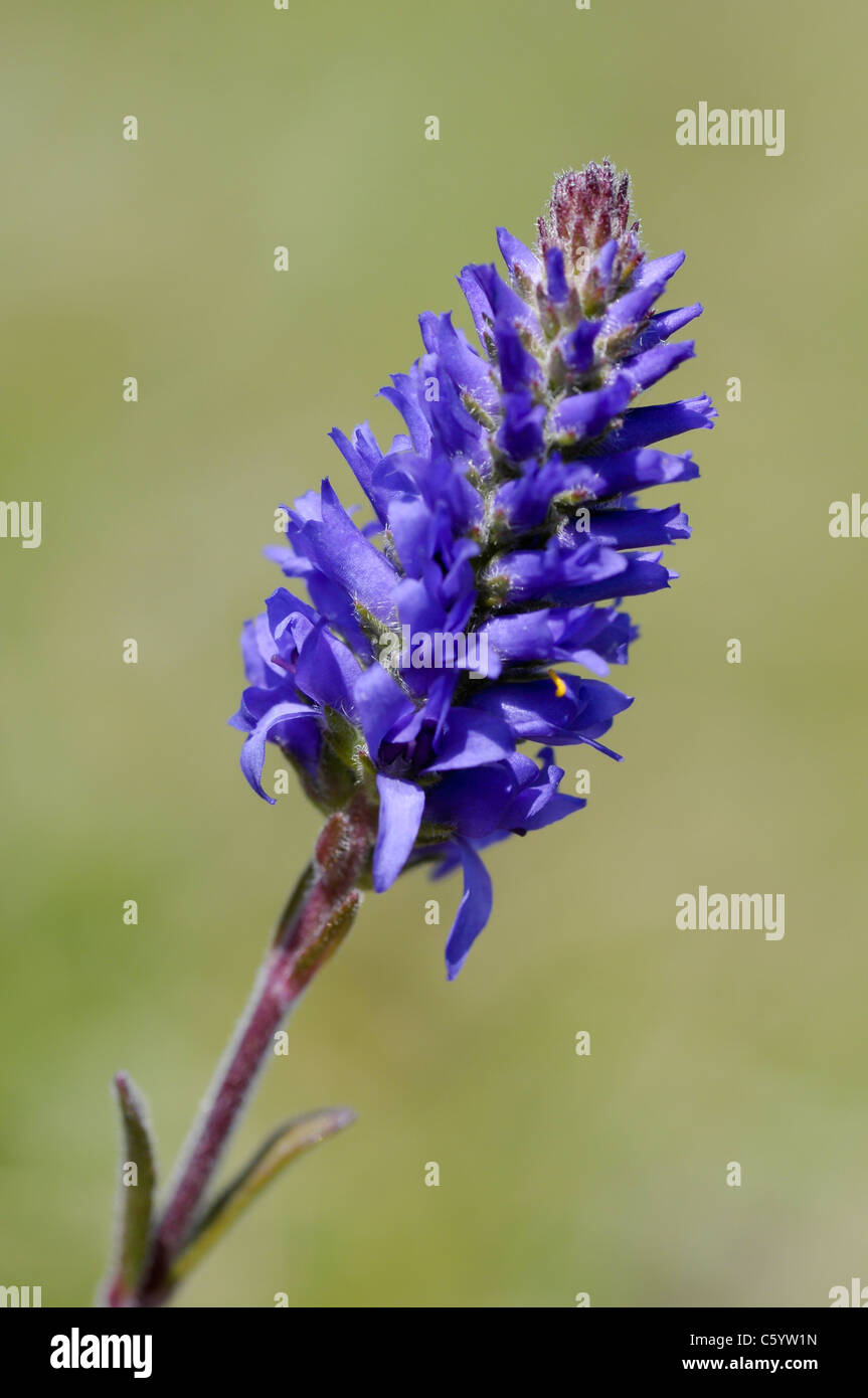 Spiked speedwell hi-res stock photography and images - Alamy