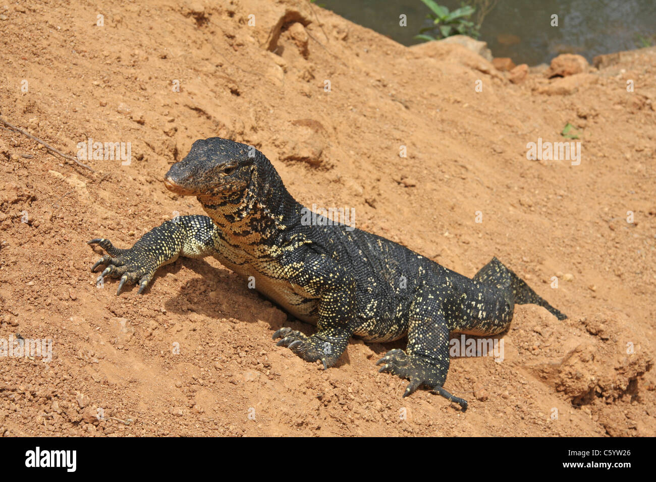 Monitor lizard tail komodo hi-res stock photography and images - Alamy