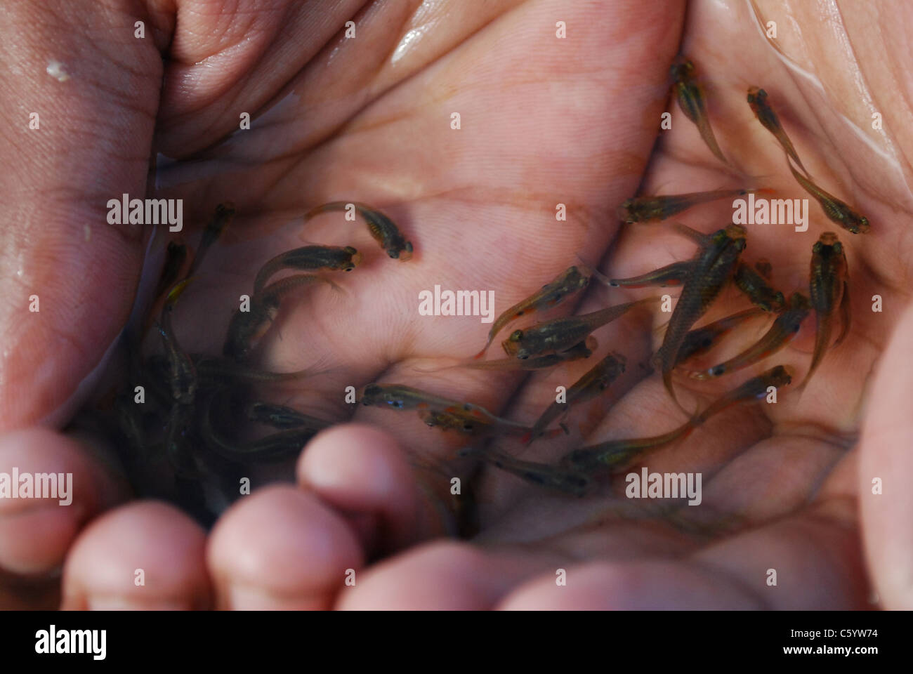 Fishes man hi-res stock photography and images - Alamy