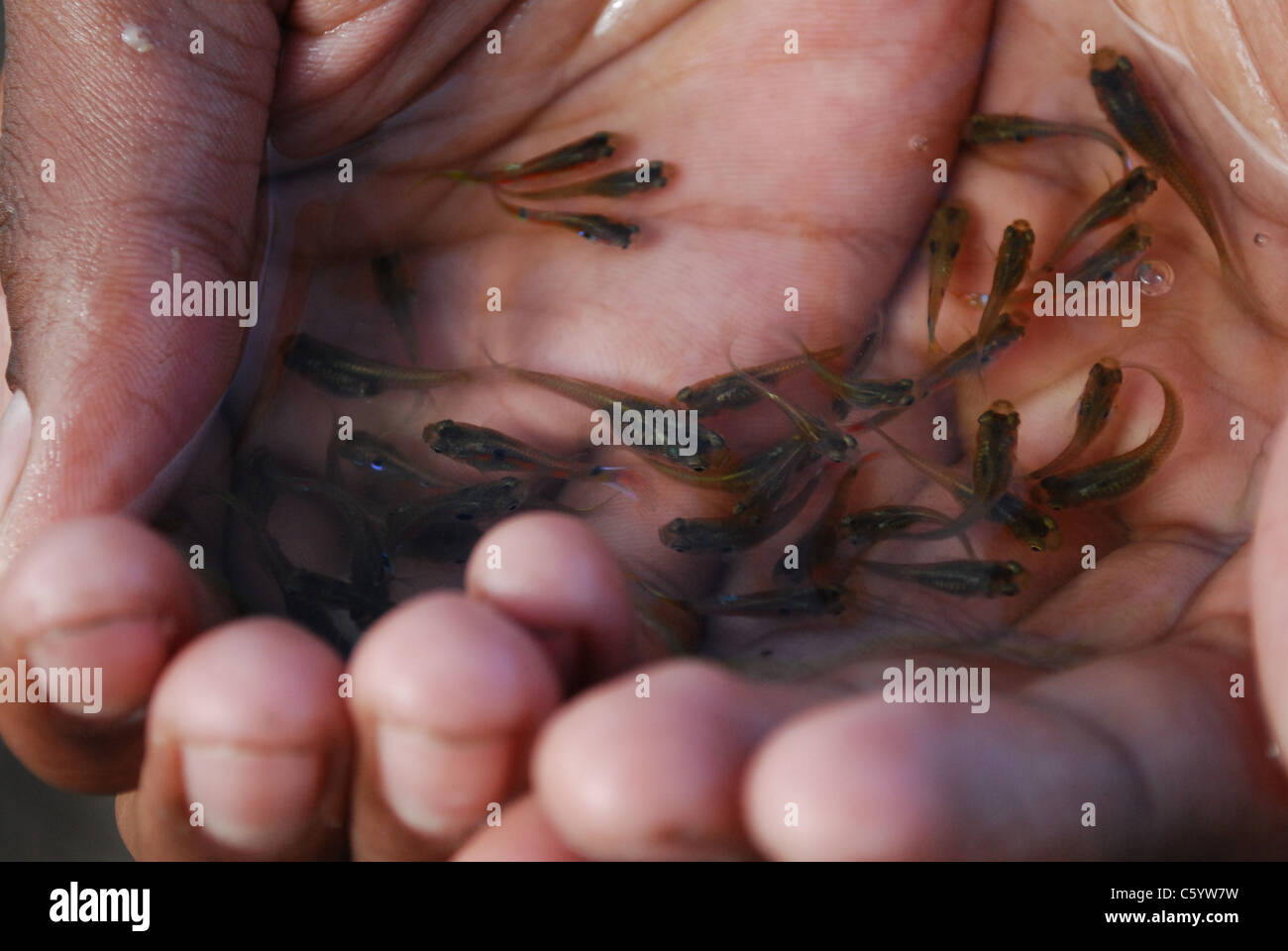 a man hands fish Stock Photo - Alamy