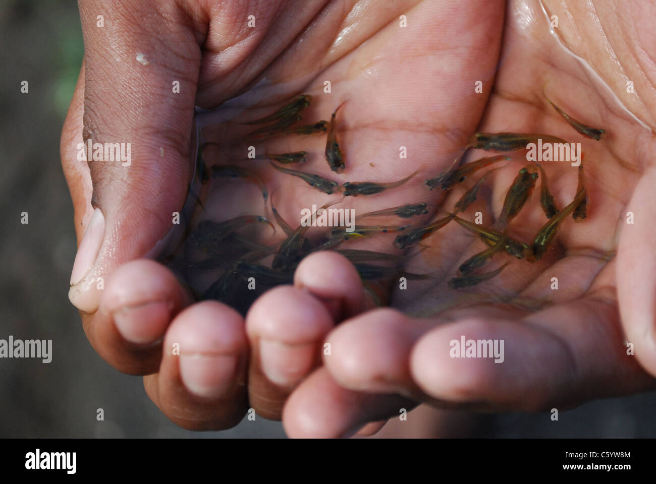 a man hands fish Stock Photo - Alamy