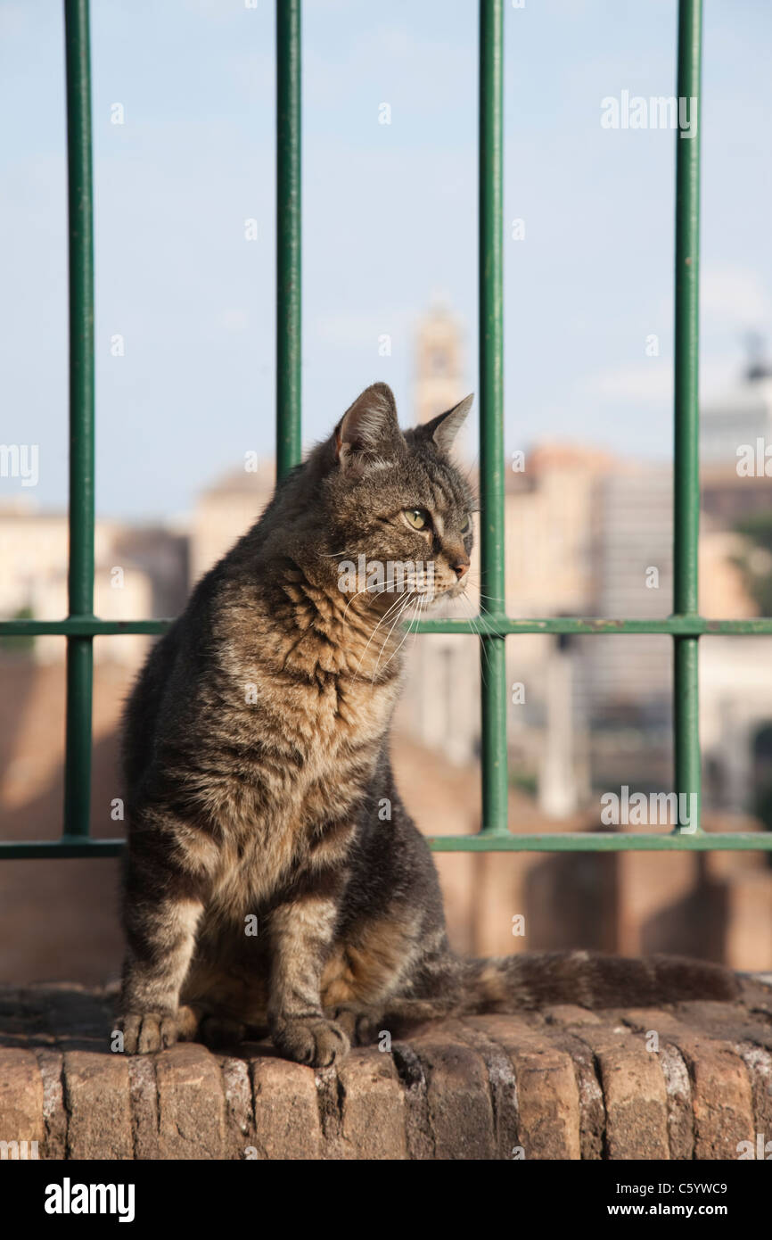 Cats of rome hi-res stock photography and images - Alamy