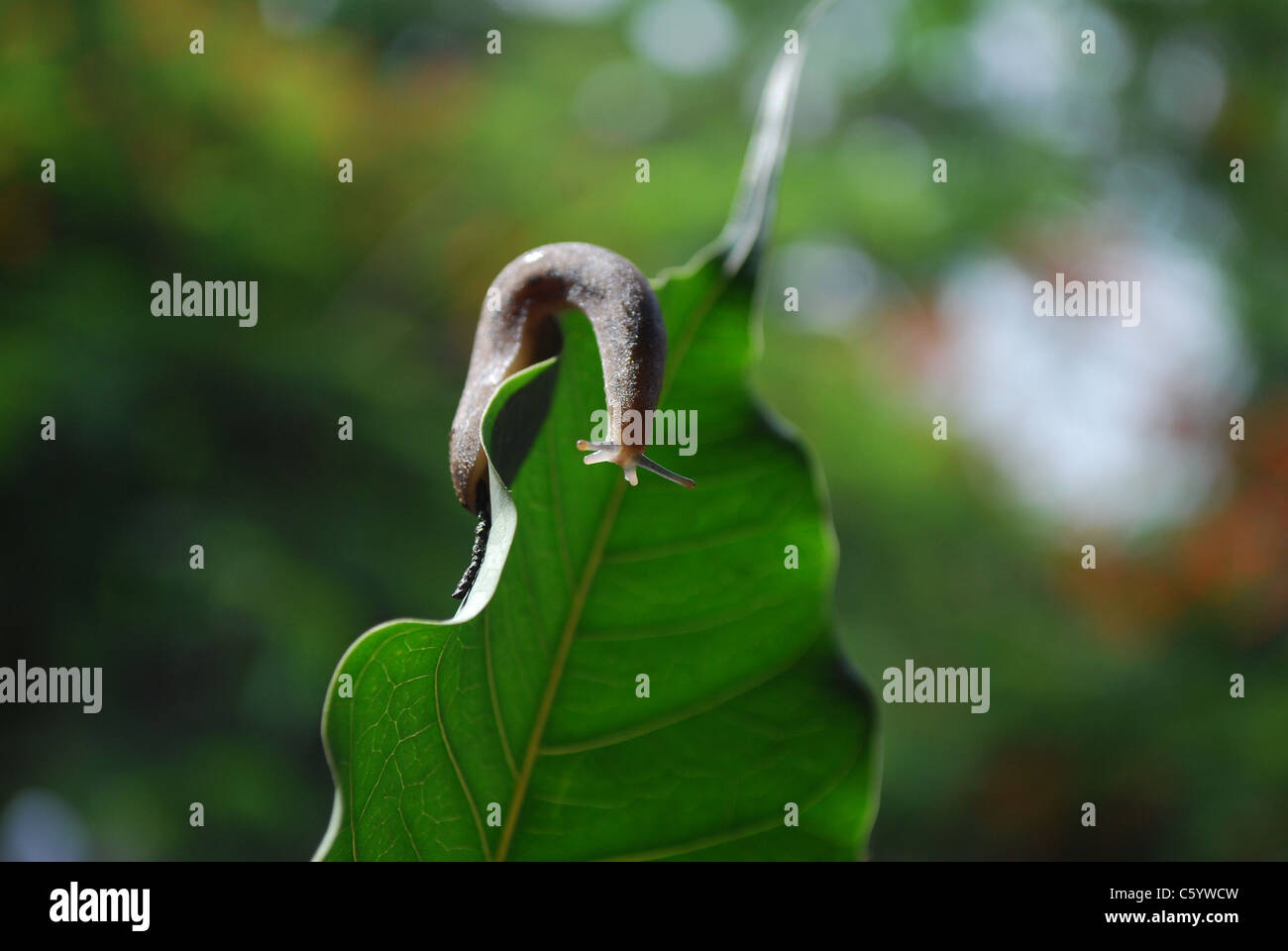 Snail without shell hi-res stock photography and images - Alamy