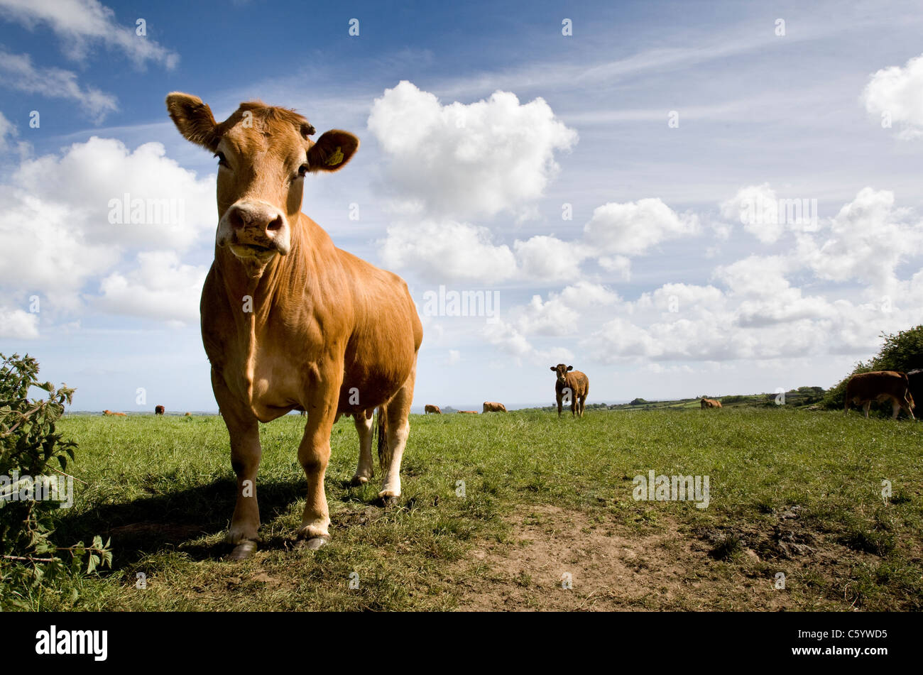 Guernsey cow hi-res stock photography and images - Alamy