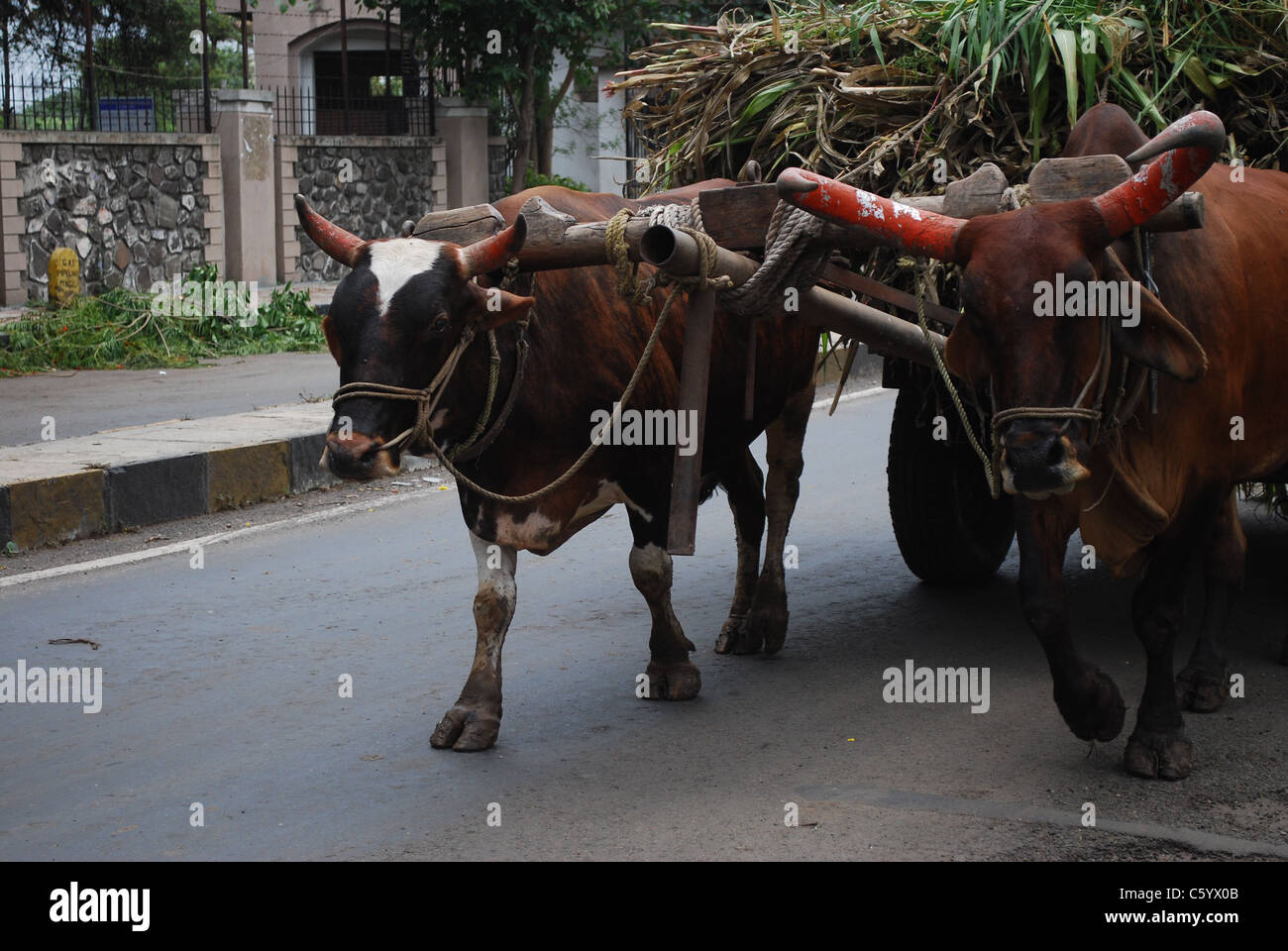 Bullock cart hi-res stock photography and images - Alamy