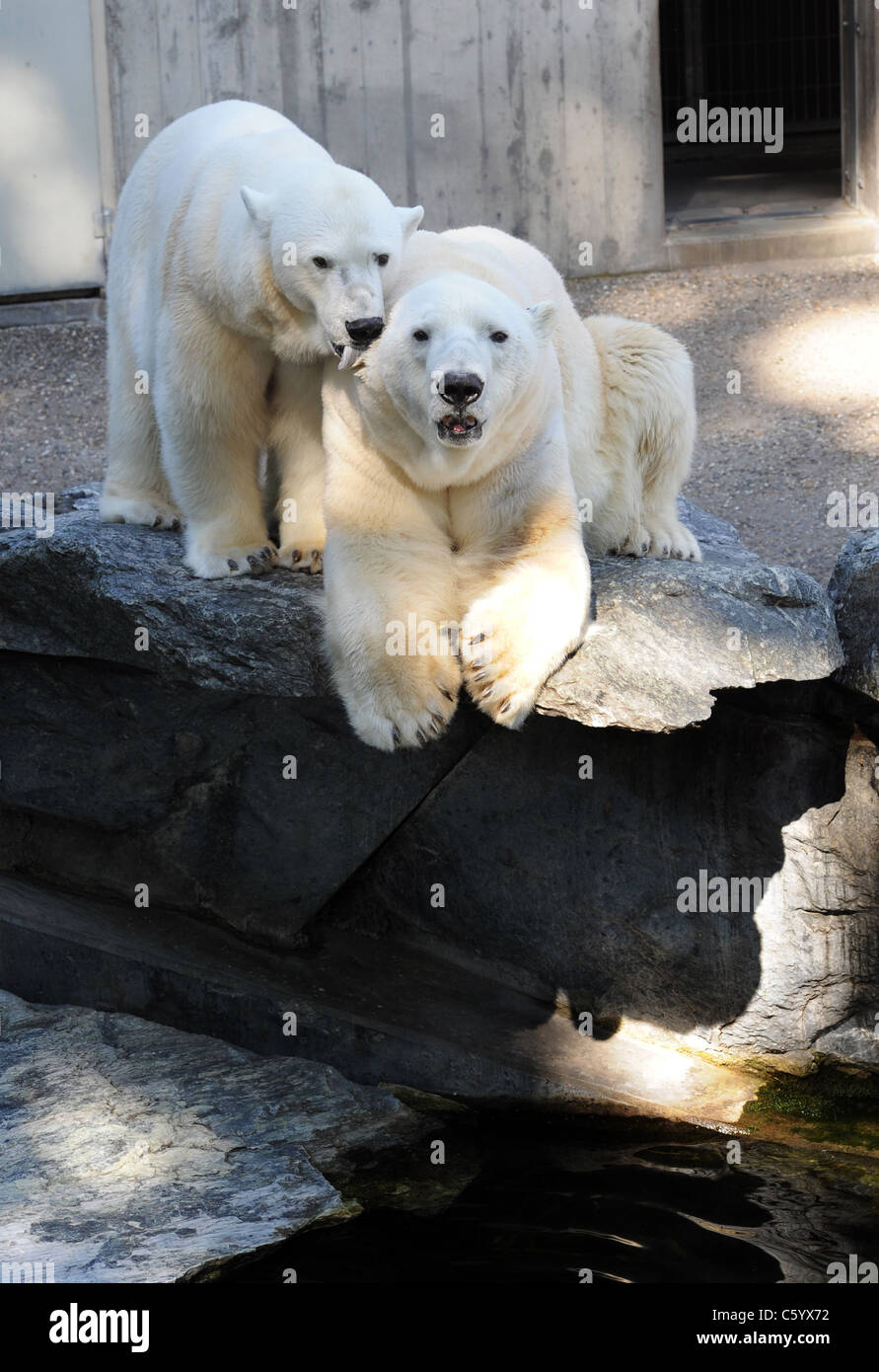 Ice bears in captivity hi-res stock photography and images - Alamy