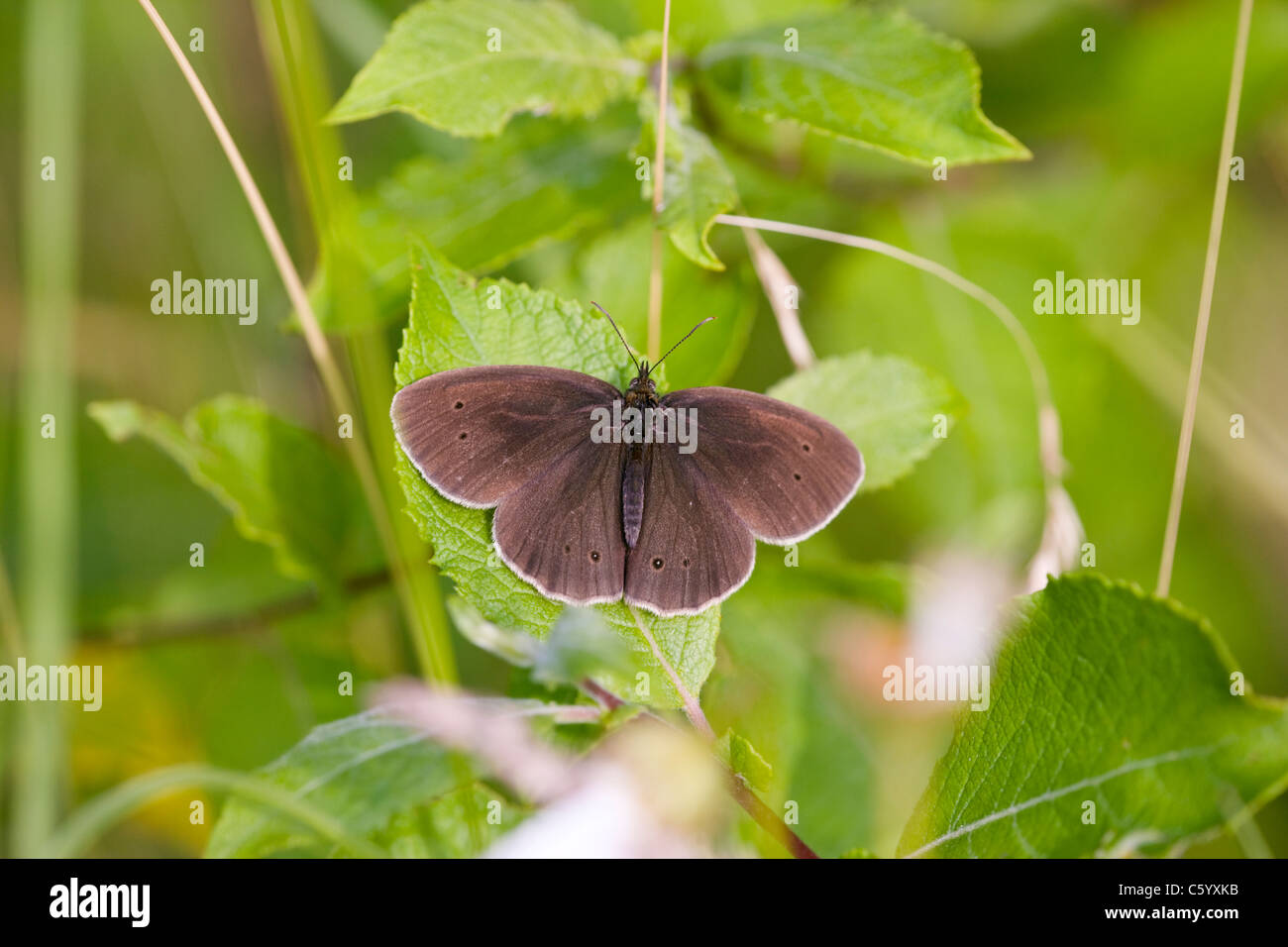 Ringlet butterfly Aphantopus hyperantus Stock Photo - Alamy