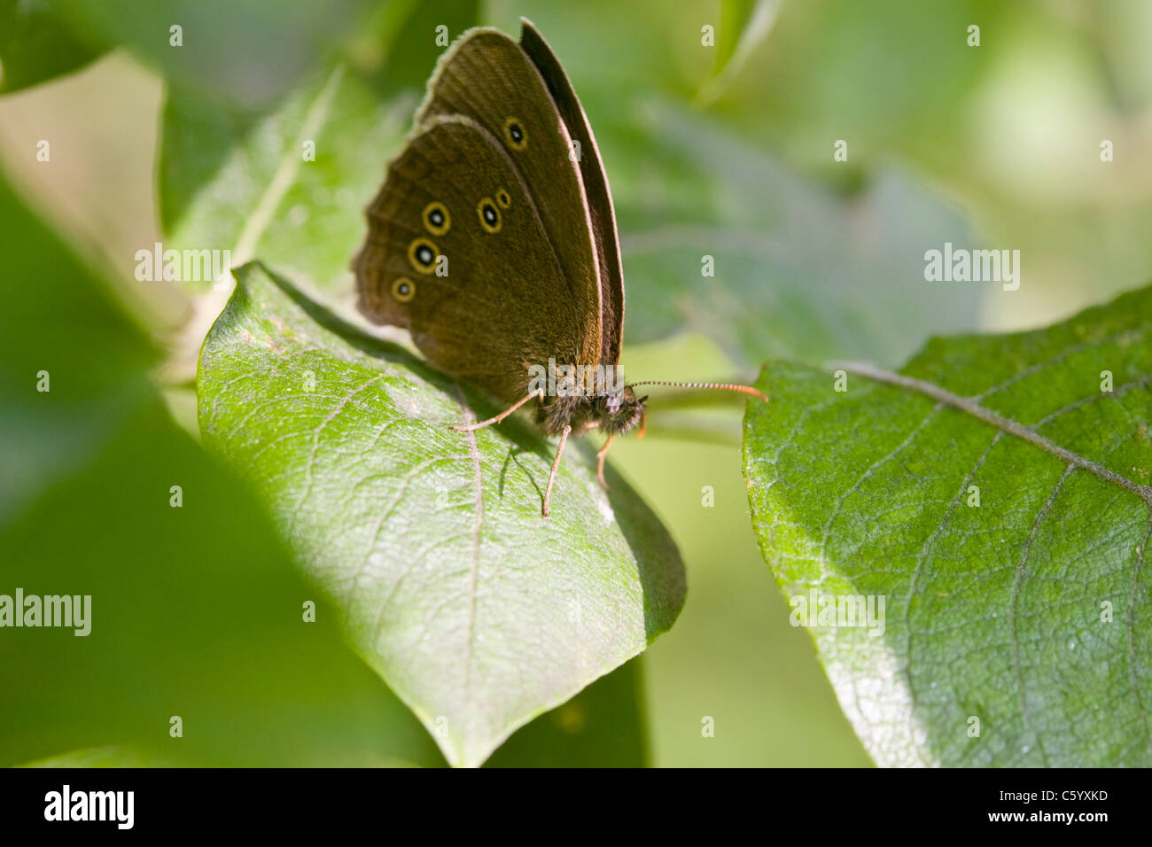 Ringlet butterfly Aphantopus hyperantus Stock Photo - Alamy