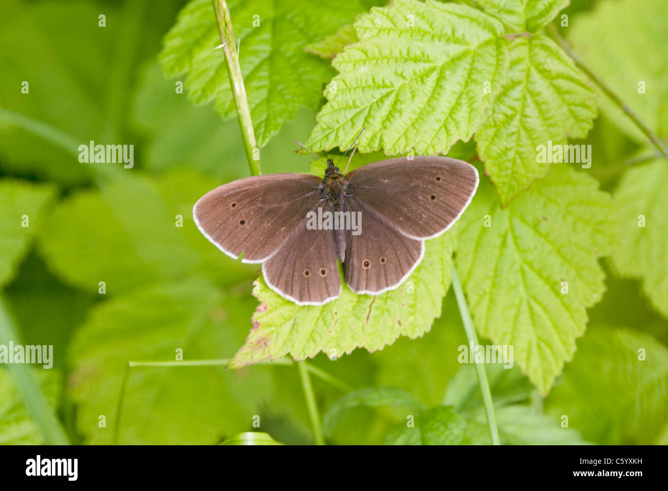Ringlet butterfly Aphantopus hyperantus Stock Photo - Alamy