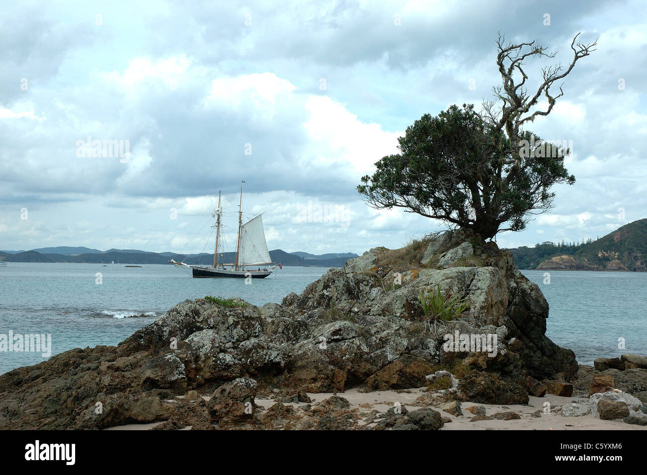 Tree Growing Out Of Rock High Resolution Stock Photography and Images ...