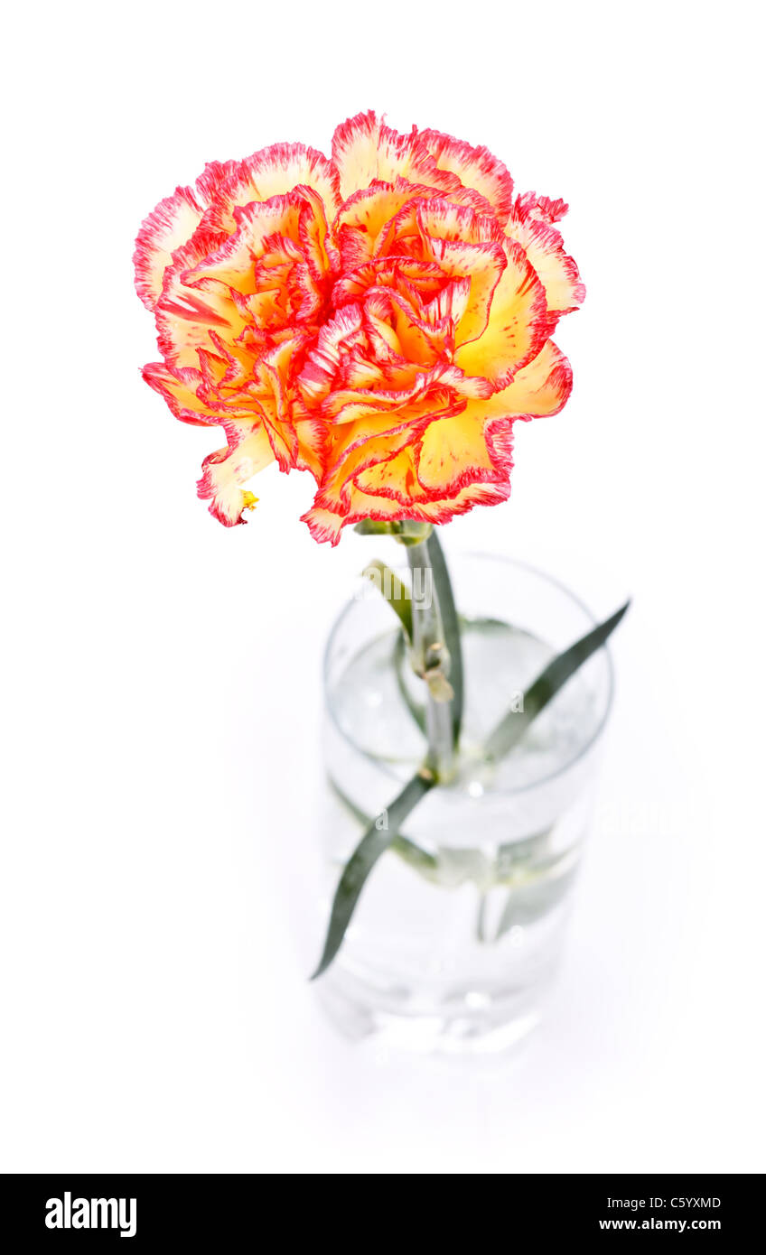 single carnation in glass isolated on white Stock Photo - Alamy