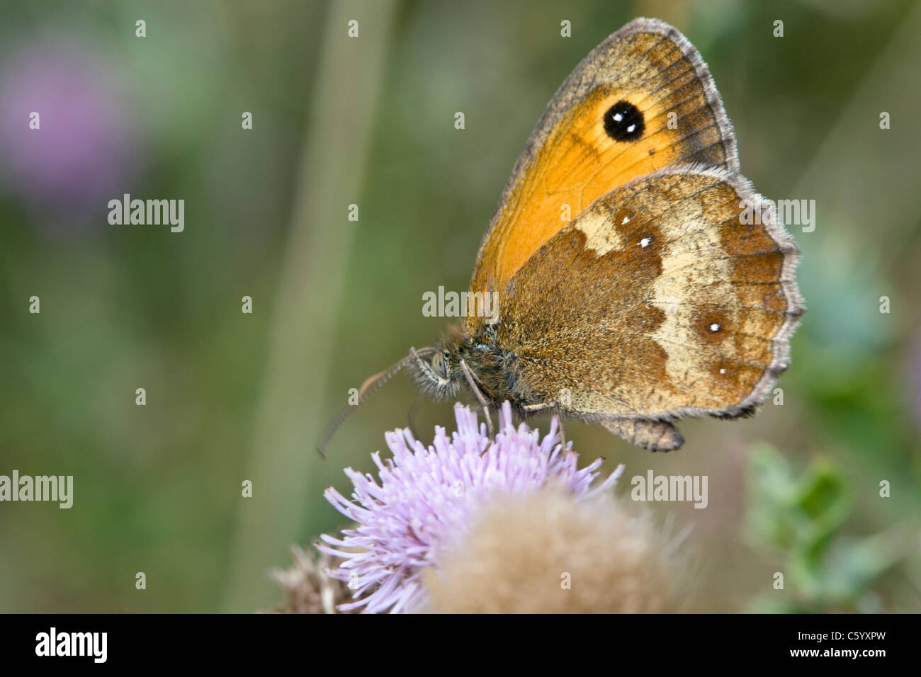 Male Gatekeeper, Pyronia tithonus, butterfly , feeding on thistle ...