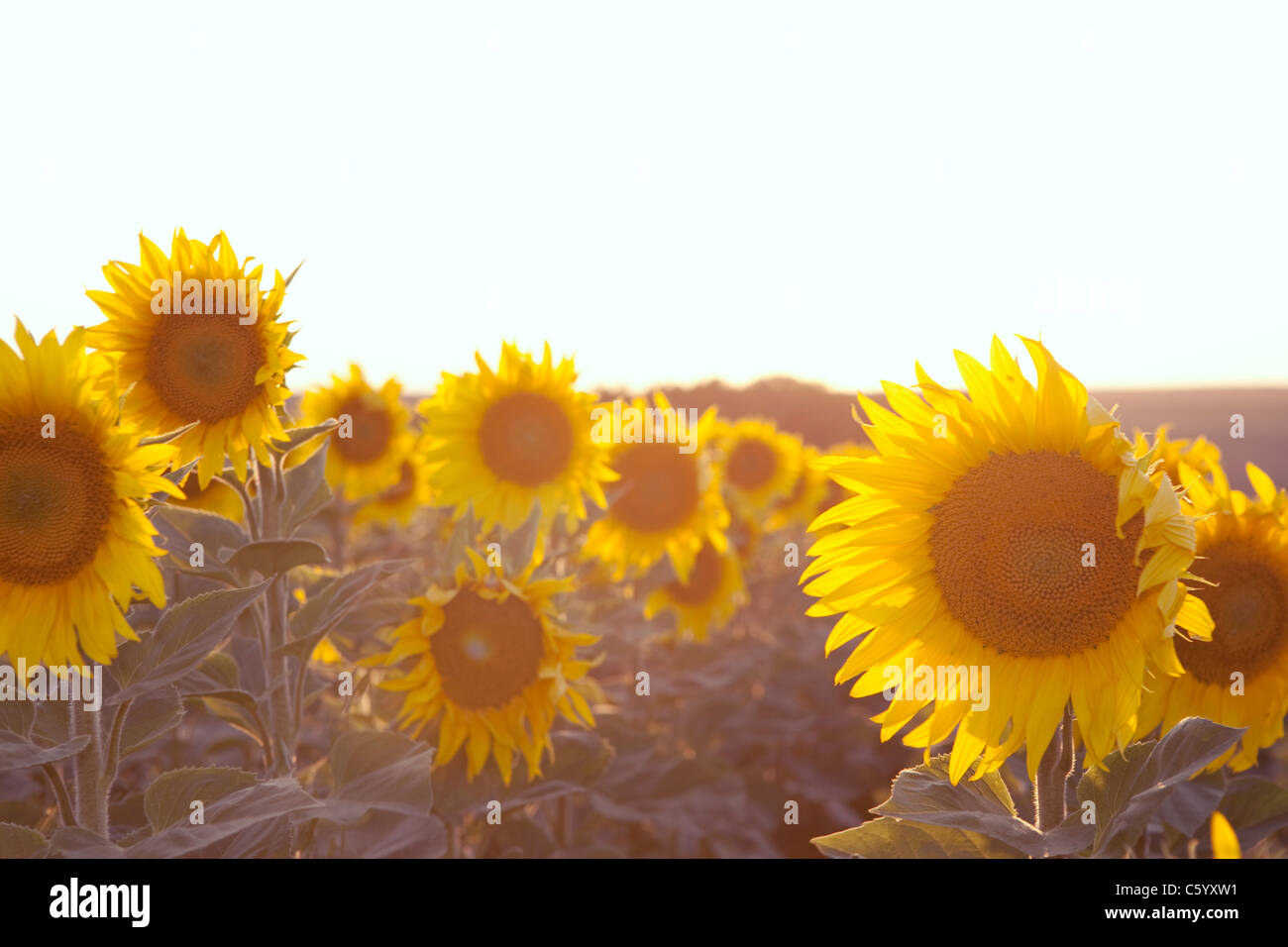 Sunflowers in the sunset hi-res stock photography and images - Alamy