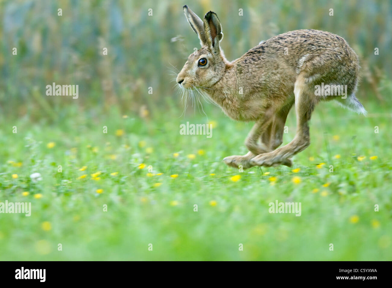 Brown Hare Lepus europaeus, running Stock Photo - Alamy