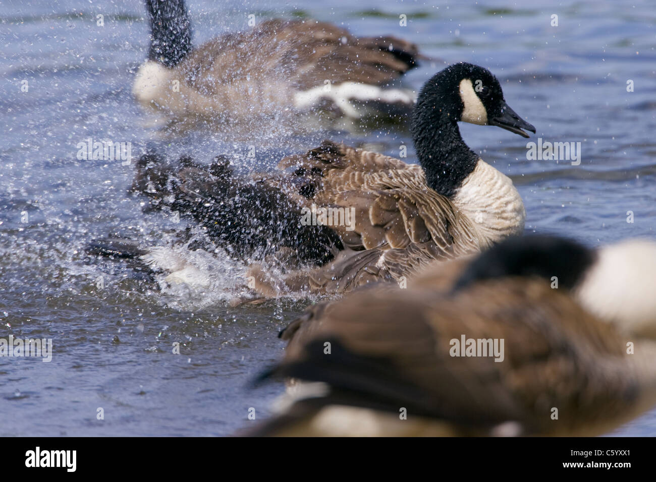 Canada Goose, Branta canadensis, washing Stock Photo - Alamy
