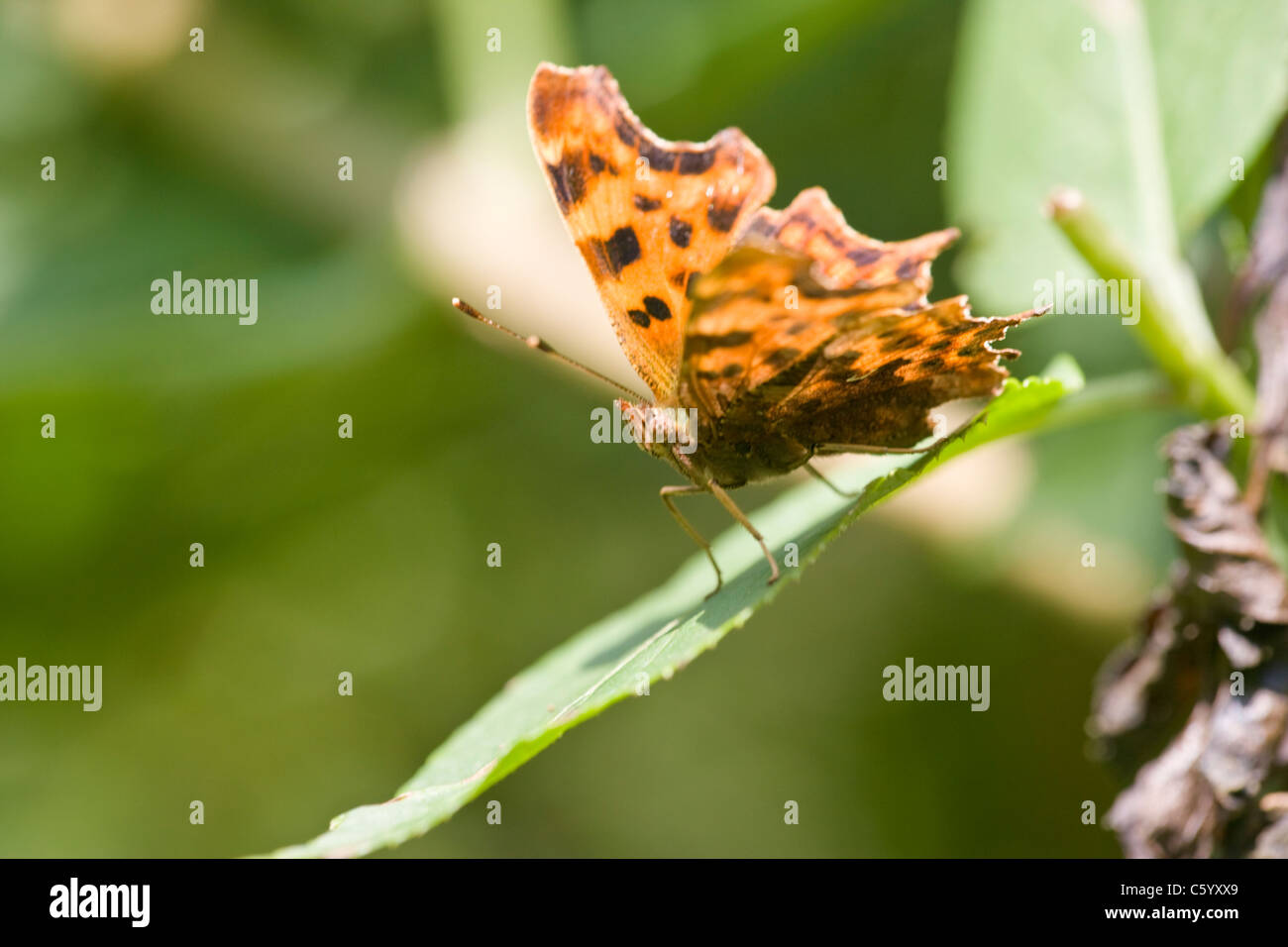 Comma butterfly, Polygonia c-album Stock Photo - Alamy