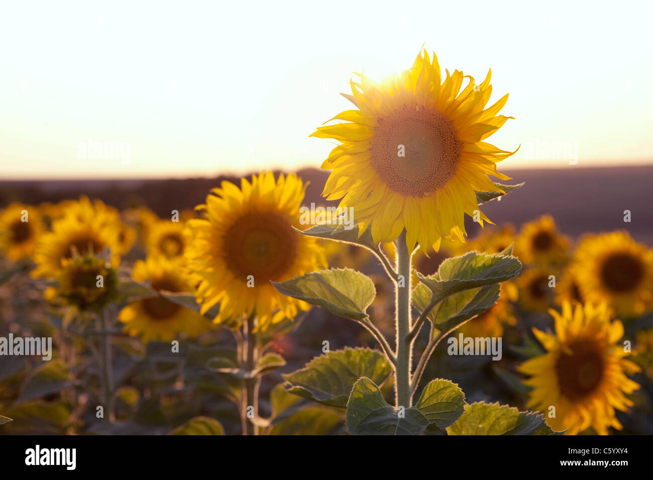 Sunflowers in the sunset Stock Photo - Alamy