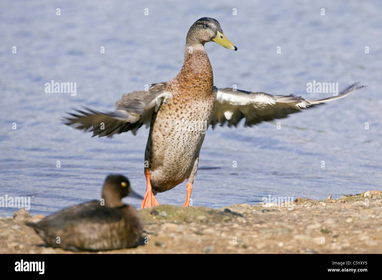 Mallard ‘eclipse’ plumage hi-res stock photography and images - Alamy