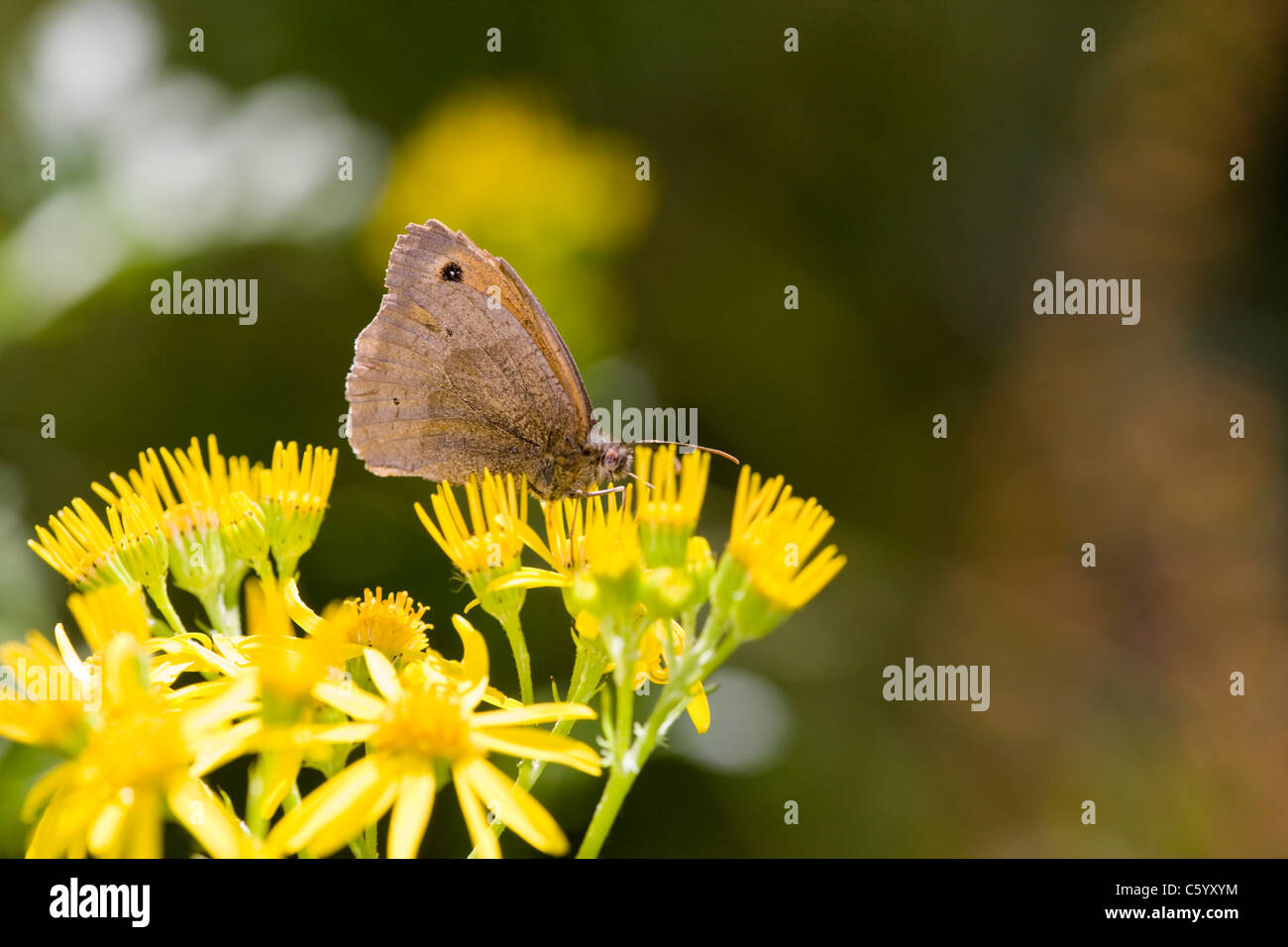 Meadow Brown Butterfly Maniola jurtina feeding on Ragwort flower Stock ...