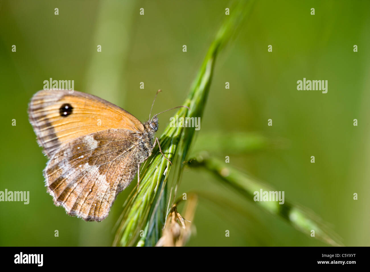 Gatekeeper Pyronia tithonus butterfly resting on grass stem Stock Photo ...