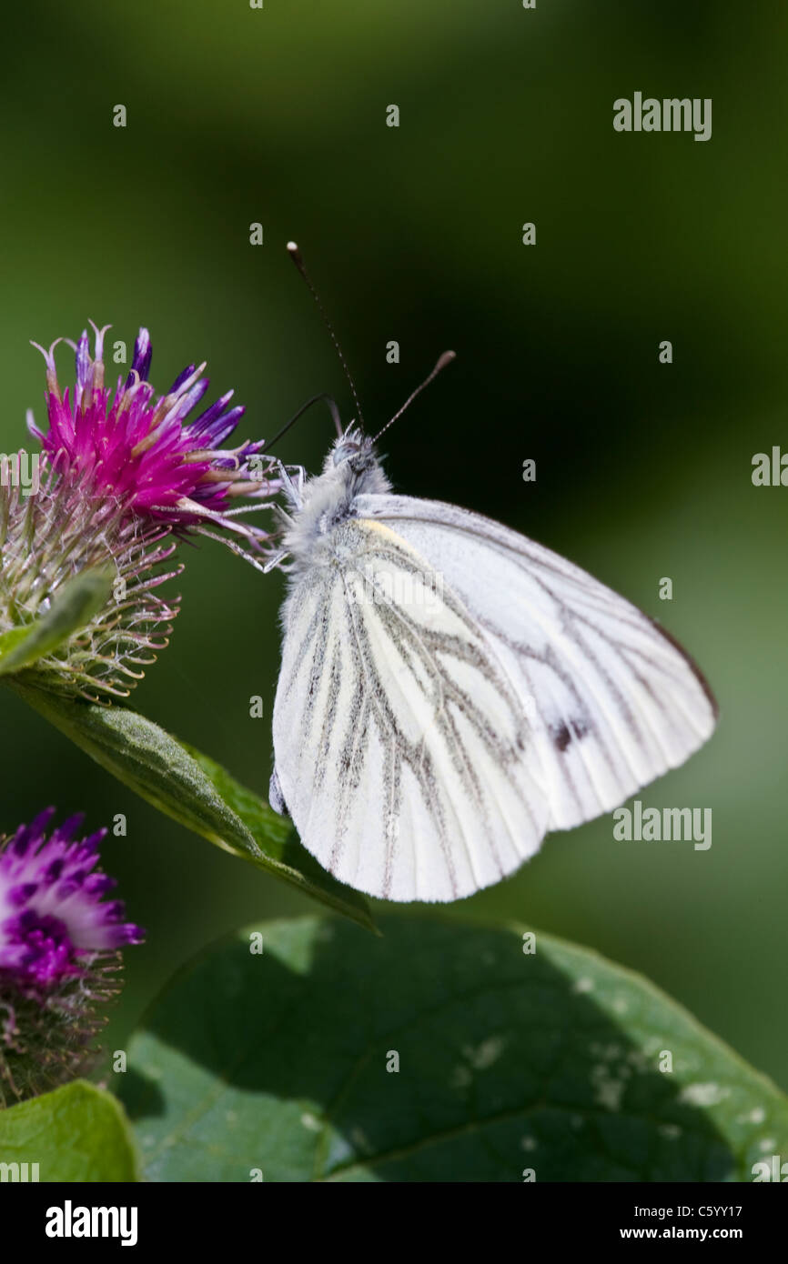 Green veined white pieris napi butterfly hi-res stock photography and images - Alamy