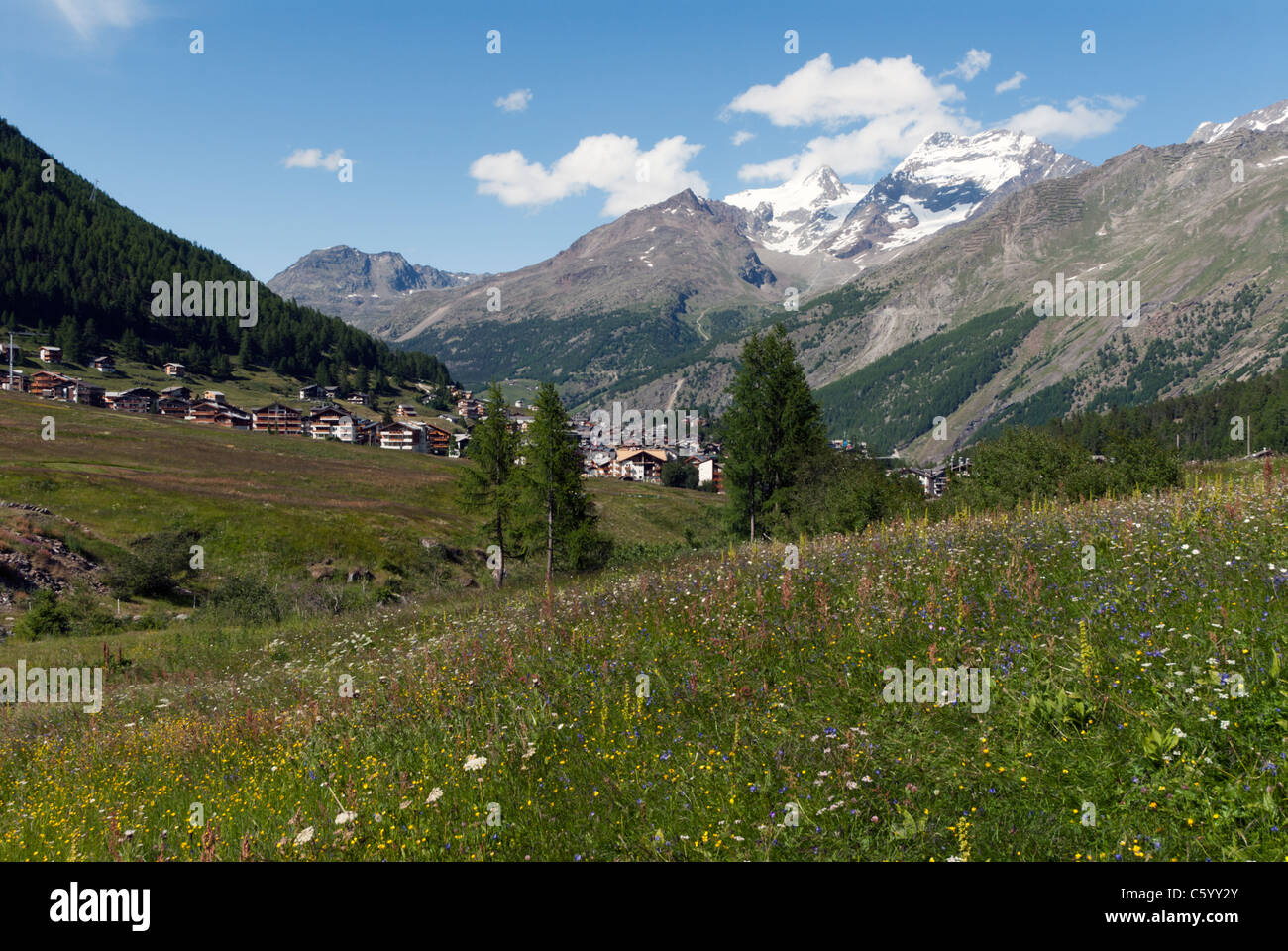 Alpine meadow flowers hi-res stock photography and images - Alamy