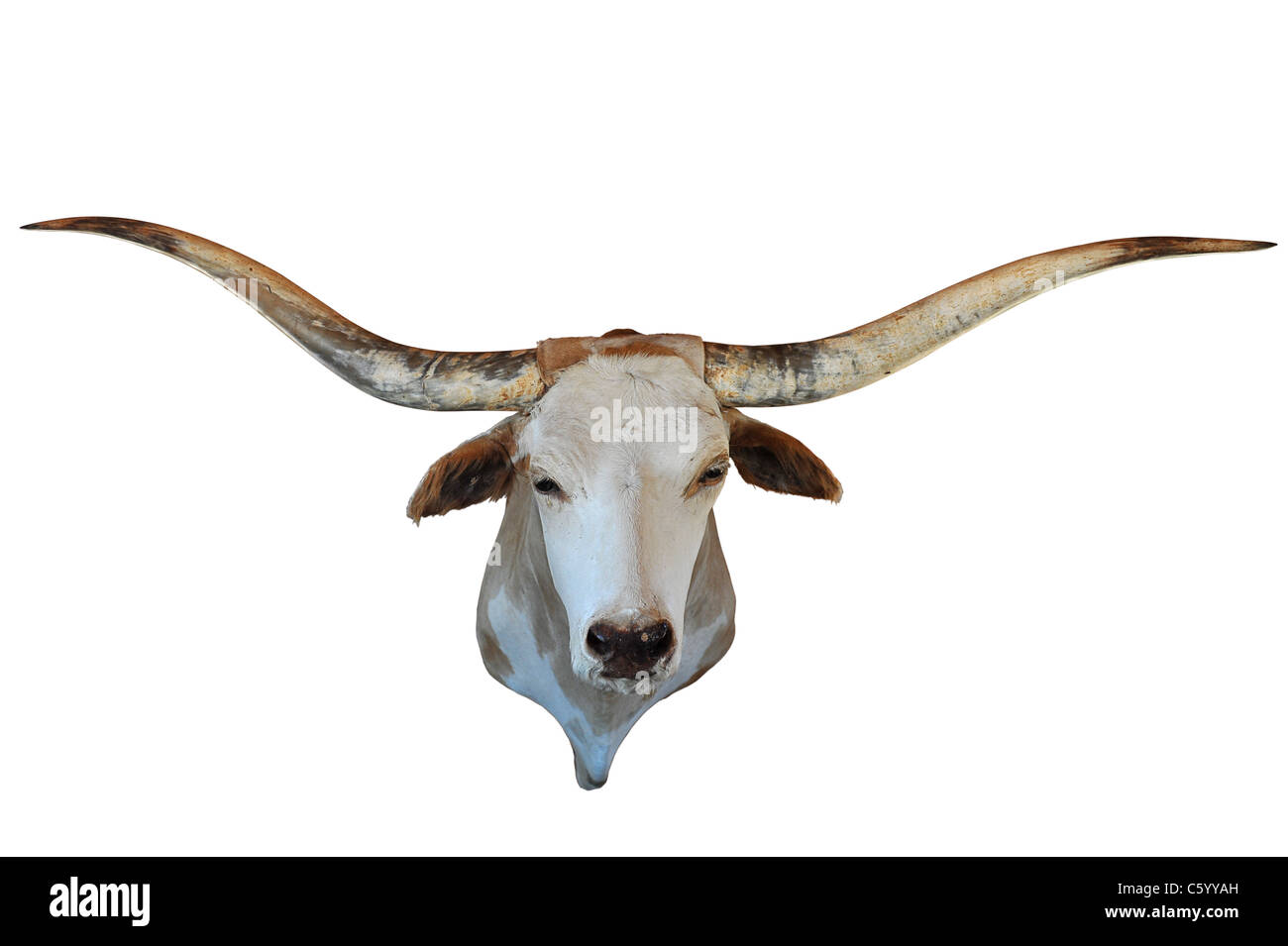 Head of longhorn isolated over white background Stock Photo - Alamy